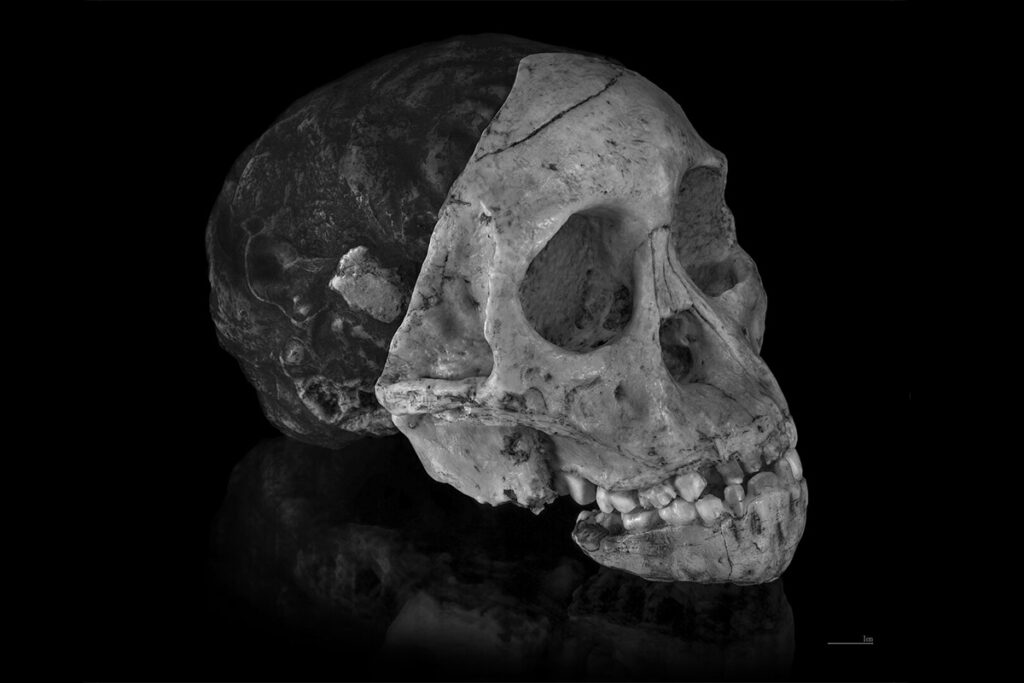THE MYSTERY OF THE «TAUNG CHILD»: How Childhood Emerged in Humans